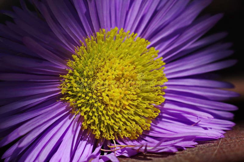 Aster flower close-up stock image. Image of attractive - 73539915