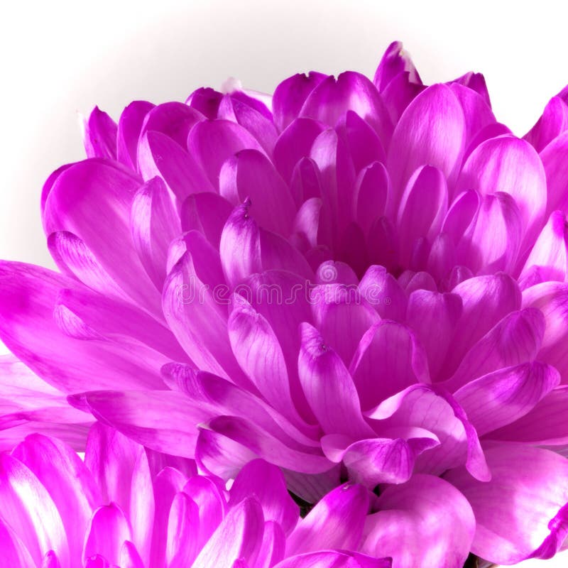 Aster Flower Close Up on Wall Background Stock Image - Image of ...