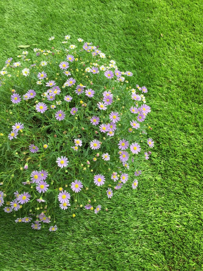 Aster Flower on Green Grass. Stock Image - Image of natural, aster ...