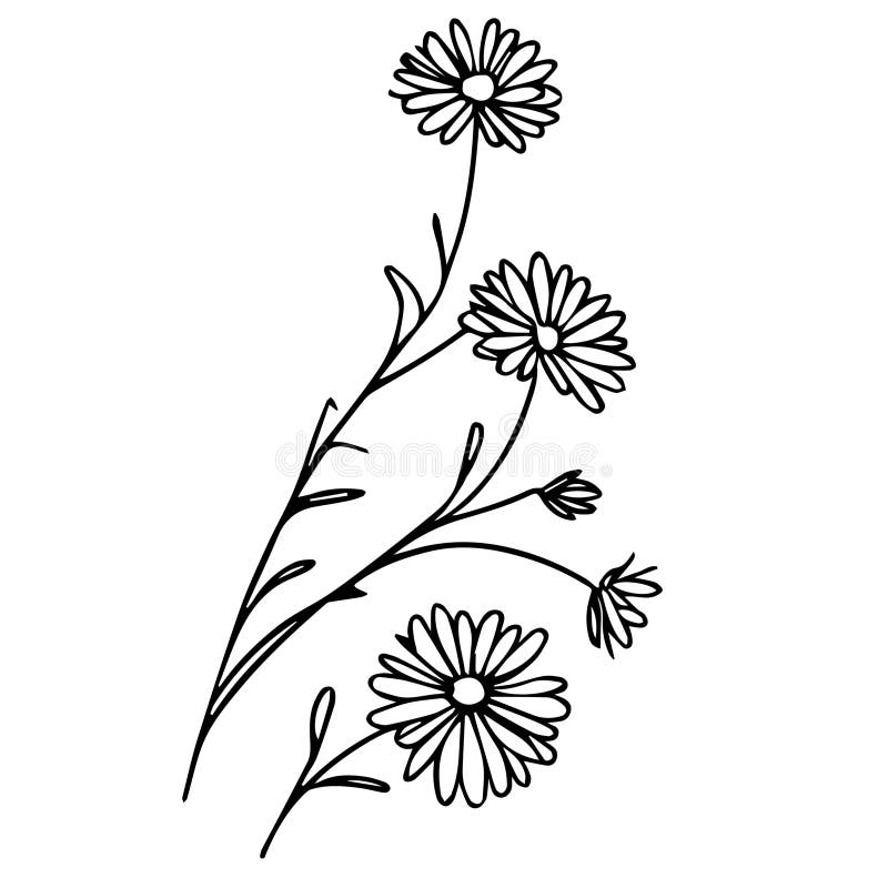 Aster Drawings Stock Illustrations 115 Aster Drawings Stock