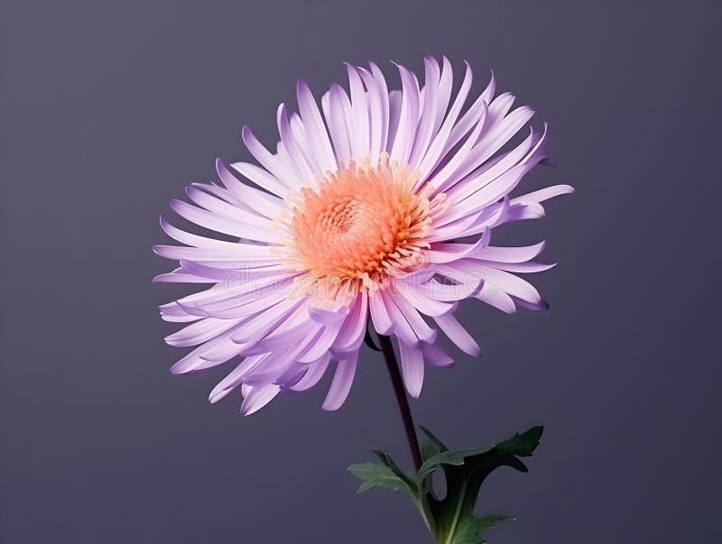 Aster Flower in Studio Background, Single Aster Flower, Beautiful ...