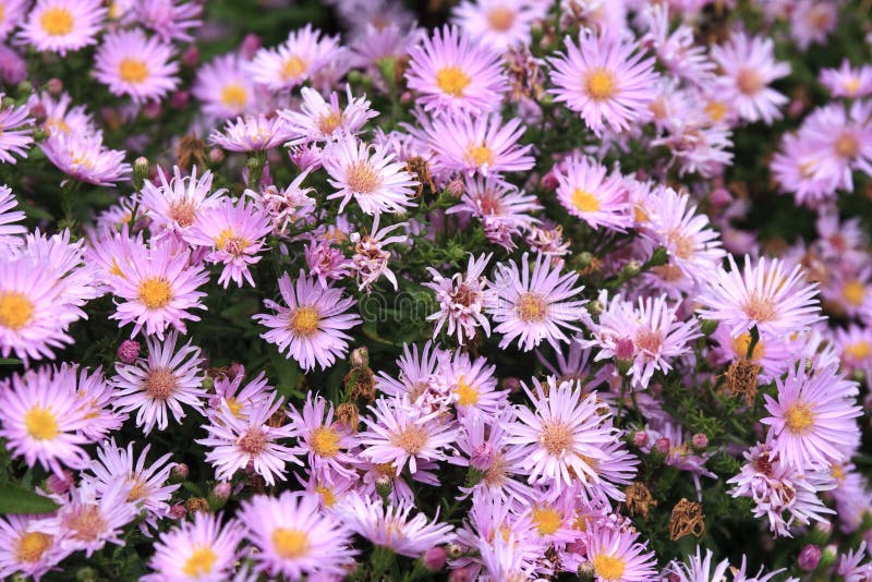 Virgin violet asters stock image. Image of garden, bush - 131888013