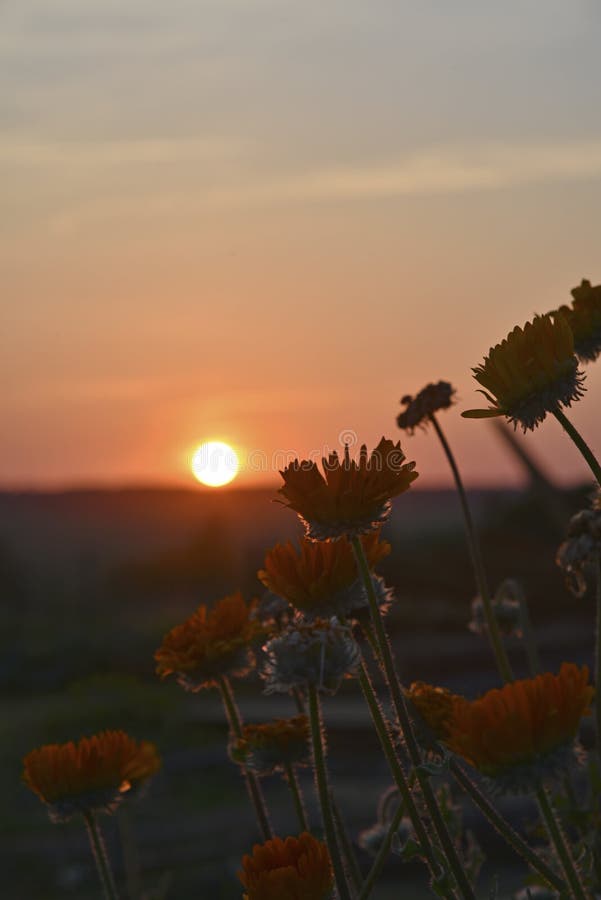 Aster Flowers on the Background of the Sunset Sky and the Disk of the ...