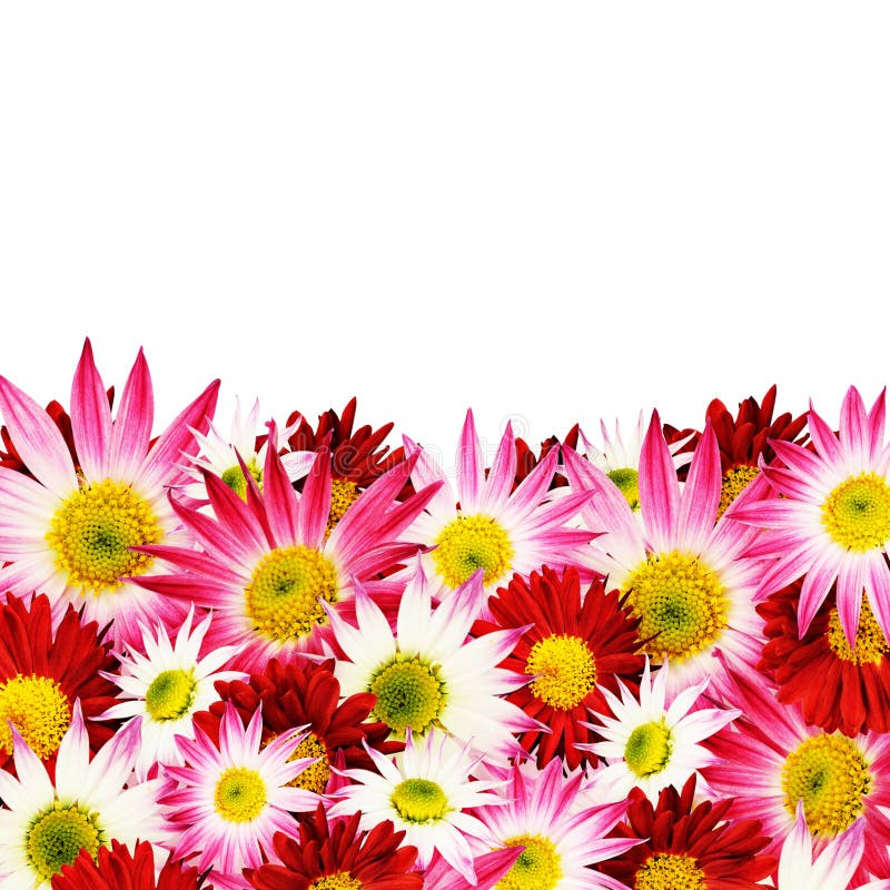 Aster flowers border stock image. Image of plant, elements - 57390437