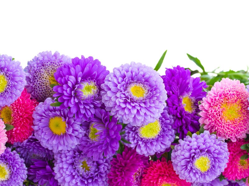 7+ Aster border Free Stock Photos - StockFreeImages
