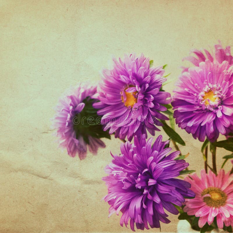 Aster Flowers Bouquet in Retro Style Stock Illustration - Illustration ...