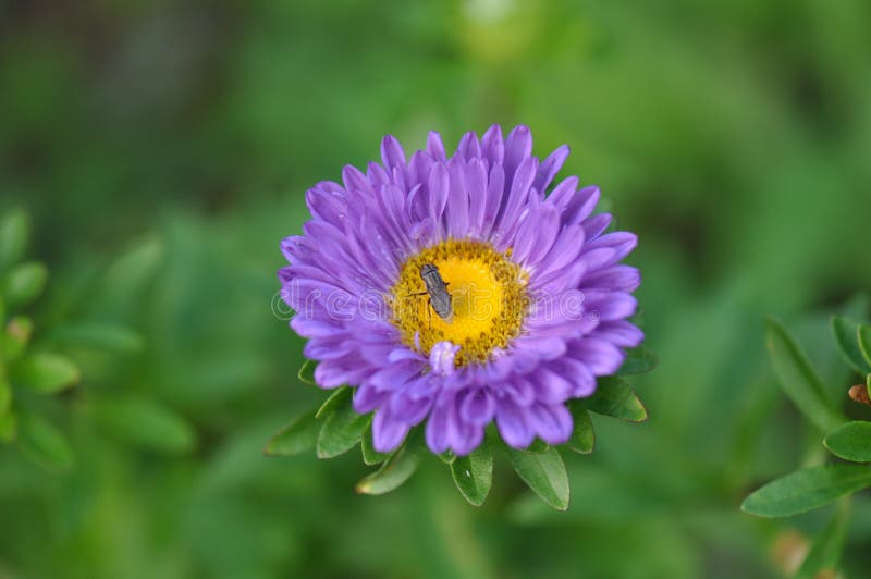 Aster Flowers - Callistephus Chinensis Stock Photo - Image of floral ...