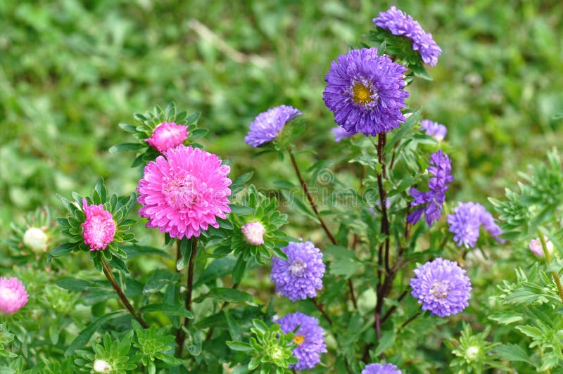 Aster Flowers - Callistephus Chinensis Stock Image - Image of lilac ...