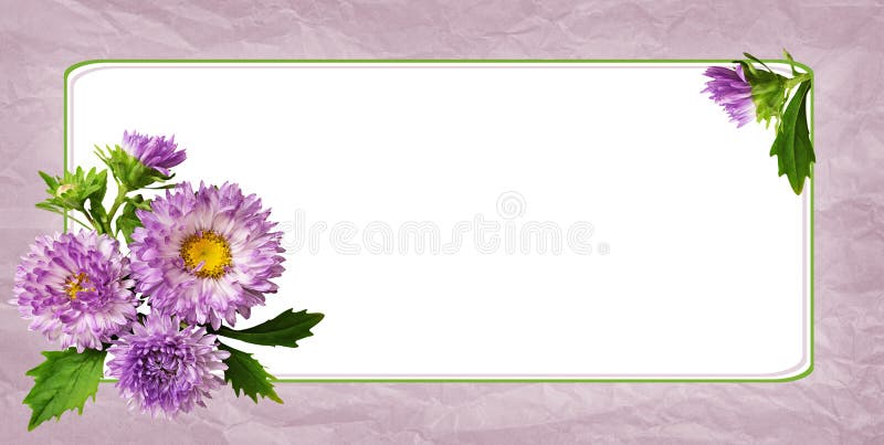 Aster Flowers Composition and Frame Stock Illustration - Illustration ...