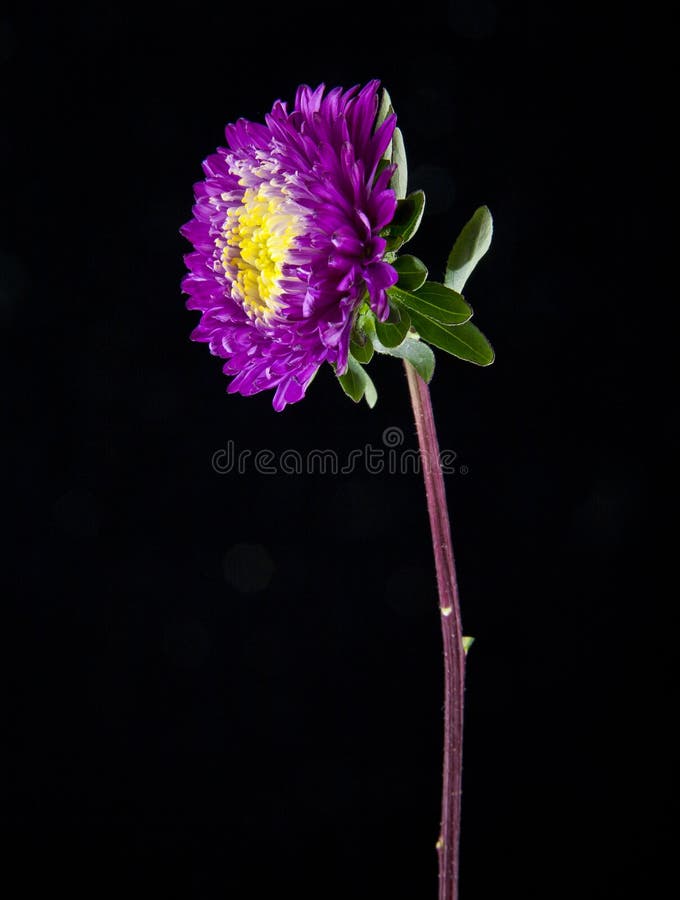 Aster Flowers Isolated on Black Background Stock Image - Image of ...