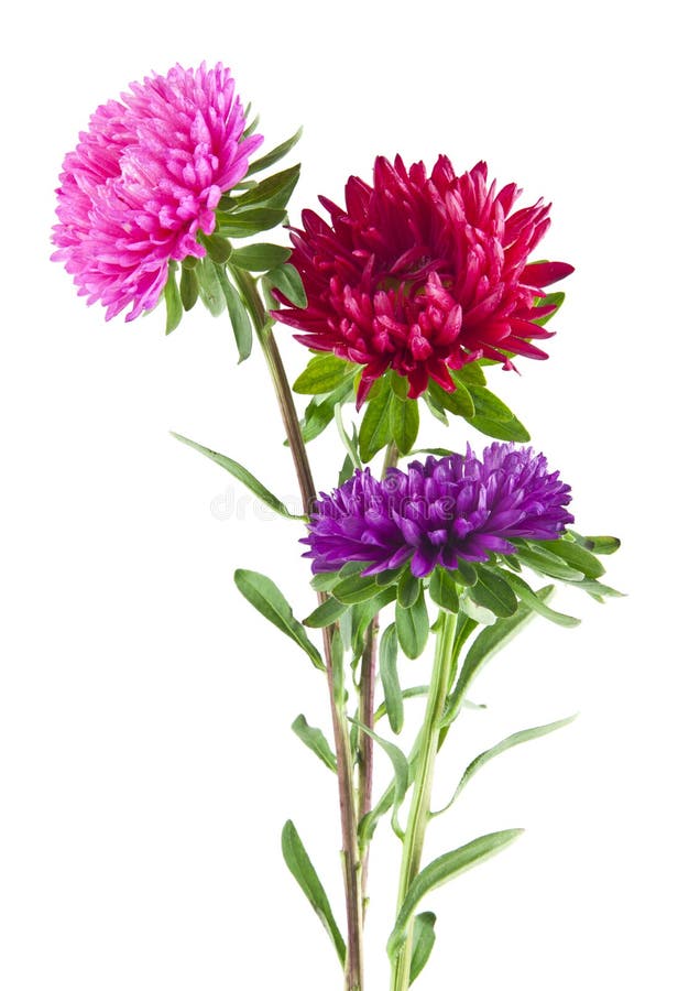 Aster Flowers Isolated on White Background Stock Image - Image of white ...