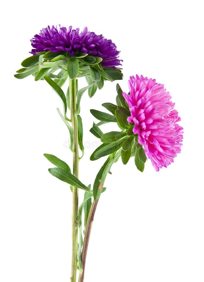 Aster Flowers Isolated on White Background. Stock Image - Image of ...