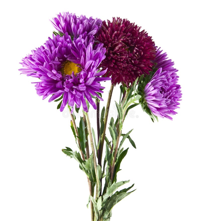 Aster Flowers Isolated on White Background Stock Photo - Image of aster ...