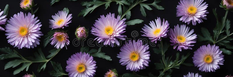 Aster Flowers and Leaves on Plain Black Ai Generated Stock Illustration ...