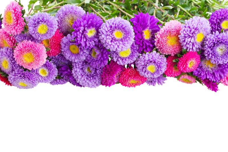 1,200 Aster Flowers Border Stock Photos - Free & Royalty-Free Stock ...