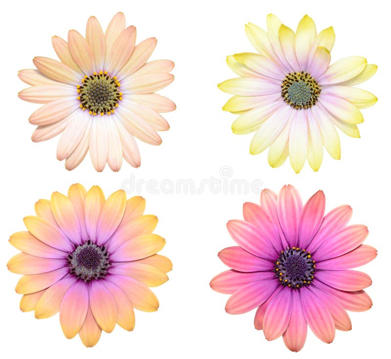 Aster Flowers Art Design stock image. Image of flowers - 26968847