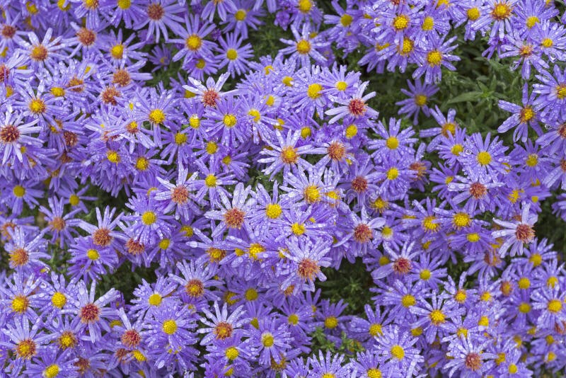 Aster flowers stock image. Image of floral, macro, autumn - 34809615
