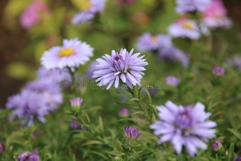 Aster Hermoso Del Azul De La Flor Imagen de archivo - Imagen de ...