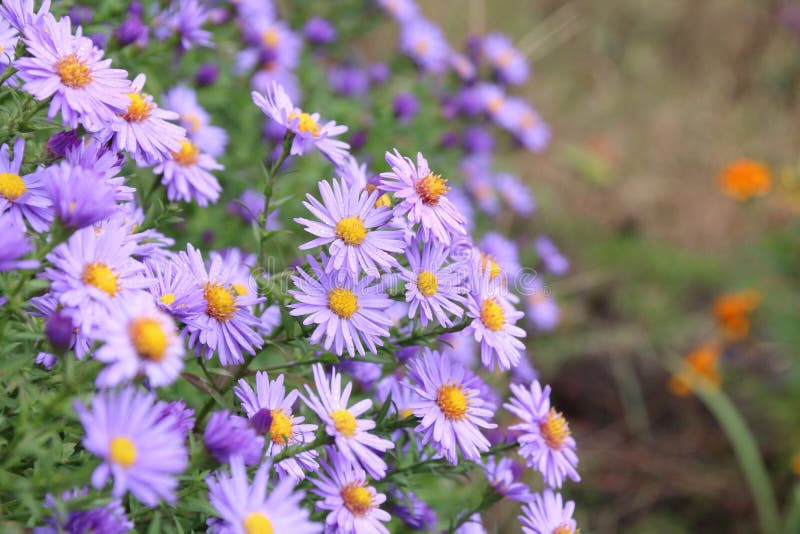 Aster Hermoso Del Azul De La Flor Foto de archivo - Imagen de rosa ...