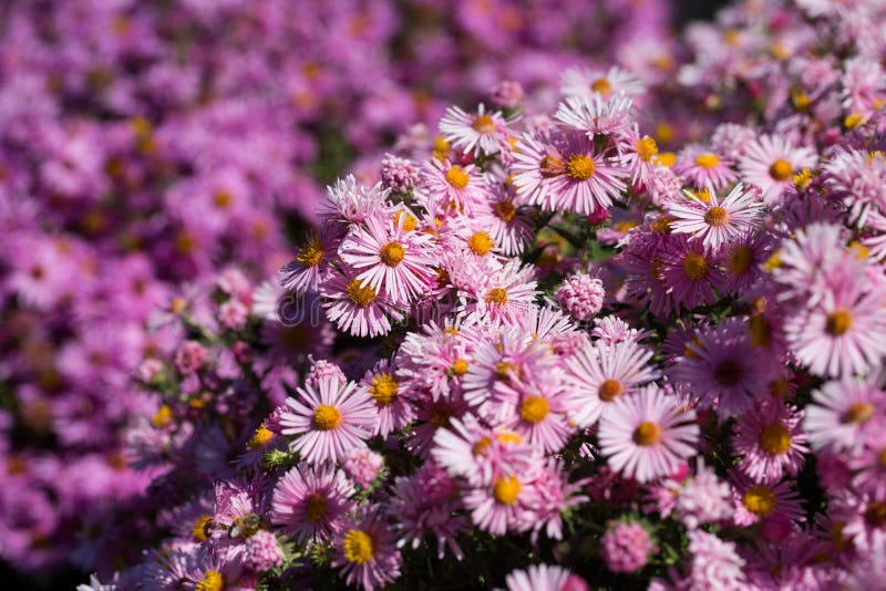Aster, lila, in the garden stock photo. Image of floral - 78241956