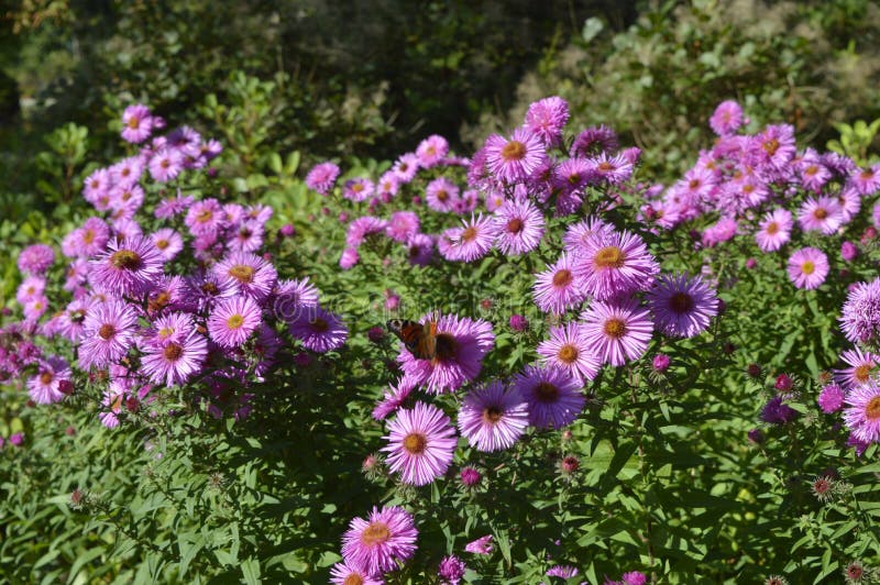 Aster menchii gwiazda zdjęcie stock. Obraz złożonej z purpury - 101779090