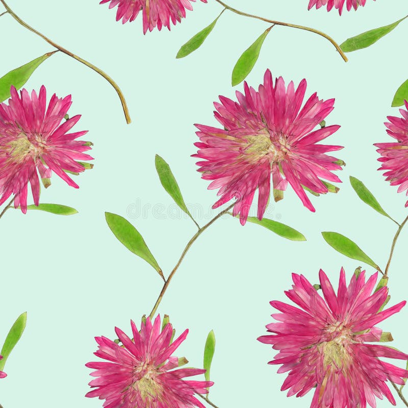 Aster , Michaelmas Daisy. Seamless Pattern Texture of Pressed Stock ...
