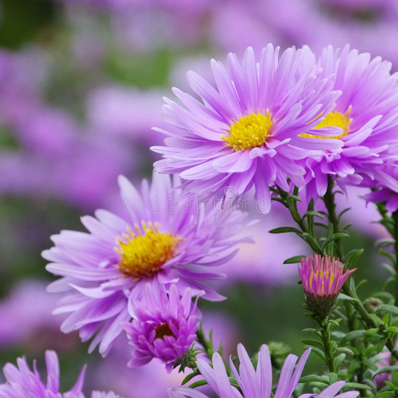 Aster Novi Belgii stock photo. Image of bright, macro - 34366860