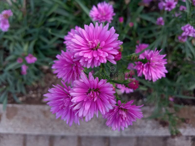 Aster Pikok Stock Photos - Free & Royalty-Free Stock Photos from Dreamstime