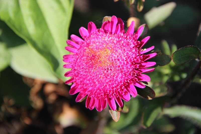 Aster rose de floraison photo stock. Image du floral - 43507284