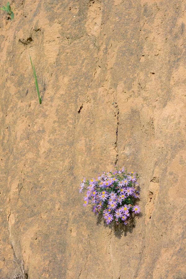 Aster tataricus stock image. Image of plant, flowers - 195776885