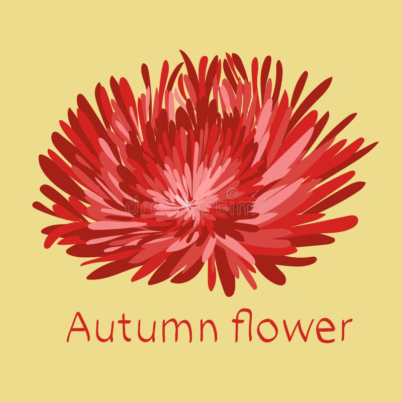 Aster, Vector Illustration, Autumn Flower. for Printing on Postcards ...