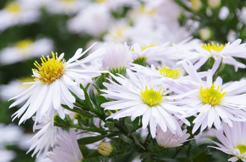 Aster in white stock photo. Image of garden, fall, nature - 136905398