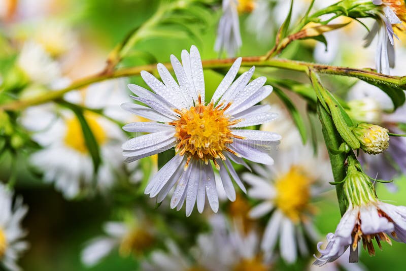 Aster white flowers stock photo. Image of symphyotrichum - 31394930