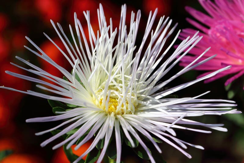 Aster White Tall Ostrich Plume Flower Stock Image - Image of aster ...