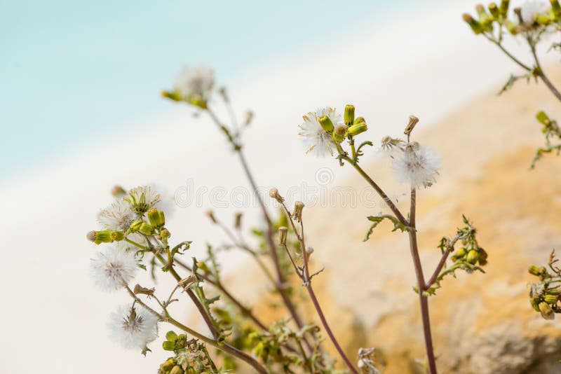 Asteraceae or Compositae Flower Plant Stock Image - Image of season ...