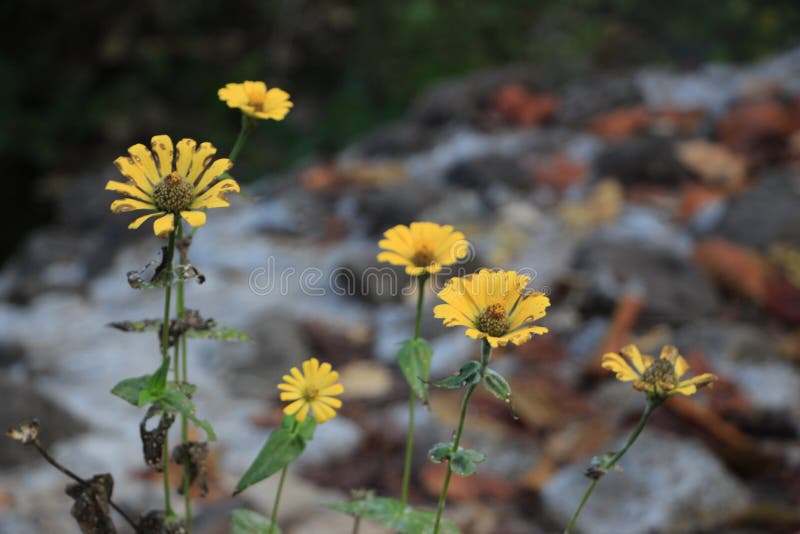 ASTERACEAE COMPOSITAE stock photo. Image of aster, asteraceae - 158029536
