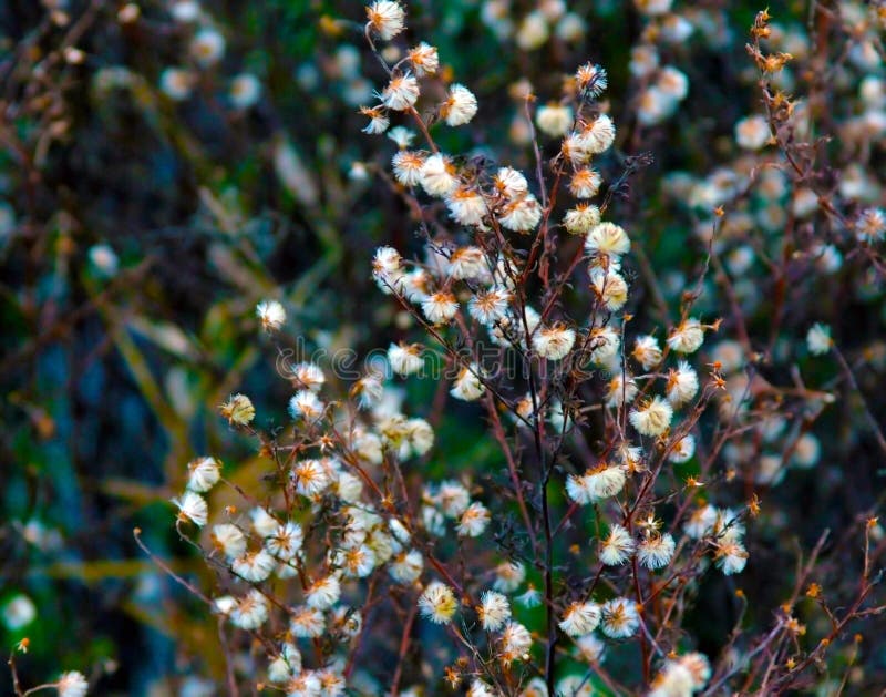 Asteraceae dry stock image. Image of thistle, high, flora - 136287265