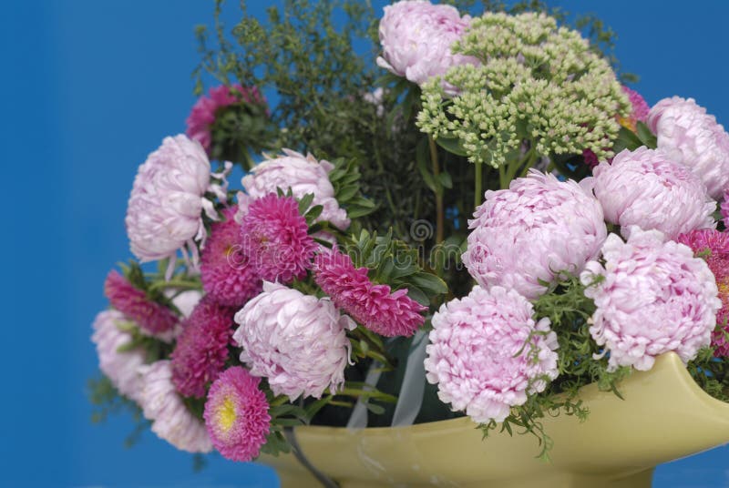 Aster blanco imagen de archivo. Imagen de plantas, resorte - 2298351