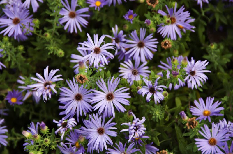 Asteres Azules imagen de archivo. Imagen de exterior, inspirar - 6831745