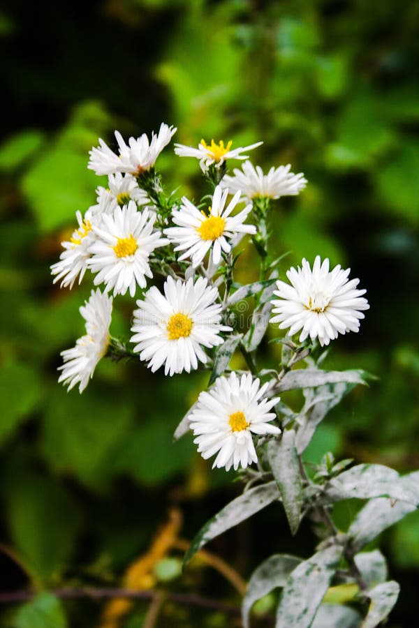 Asteres Blancos De La Virgen Imagen de archivo - Imagen de hermoso ...