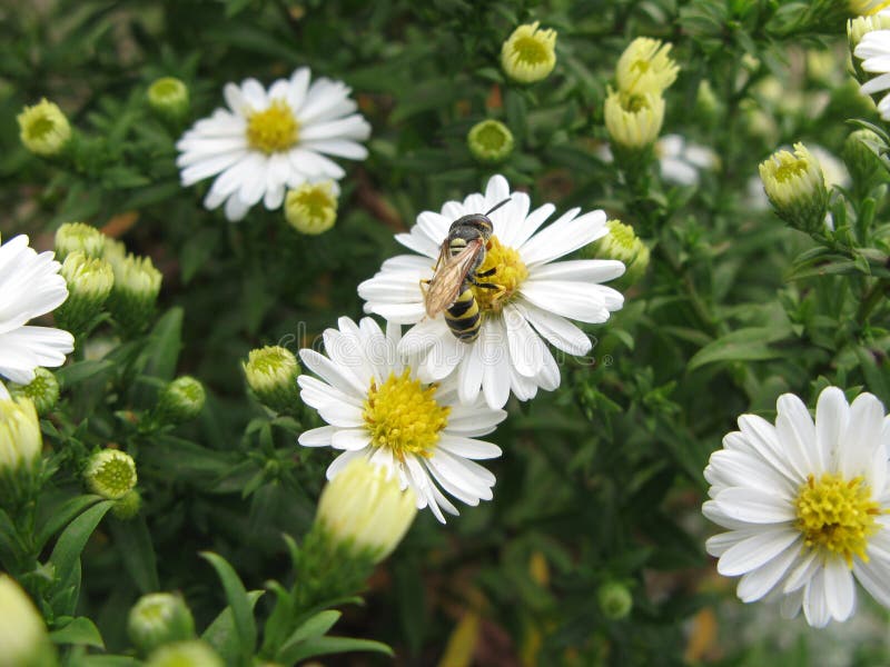 Asteres Blancos De La Virgen Foto de archivo - Imagen de nuevo, flor ...