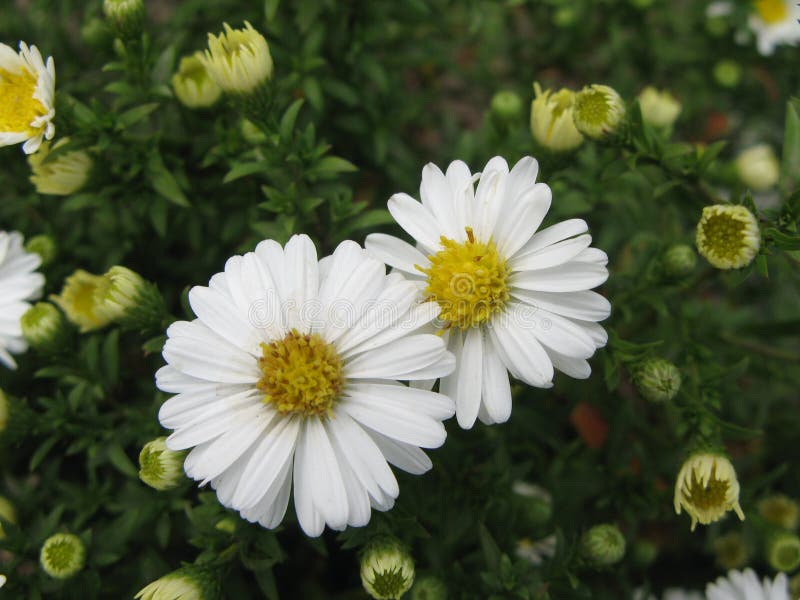 Aster blanco de la Virgen imagen de archivo. Imagen de florecimiento ...