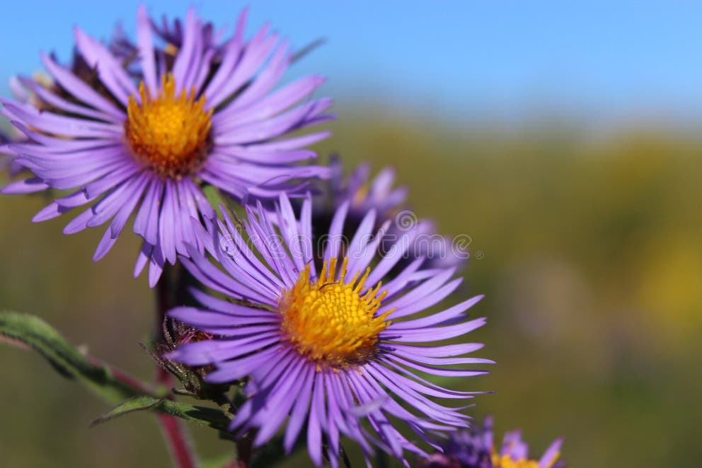 Asteres De Nueva Inglaterra Imagen de archivo - Imagen de aster ...