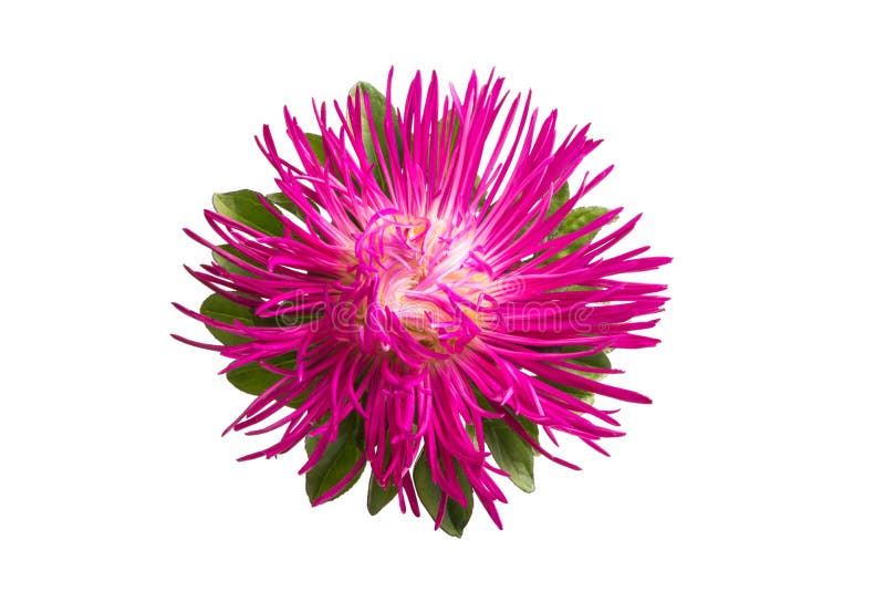 Asteres hermosos aislados foto de archivo. Imagen de travieso - 124260410