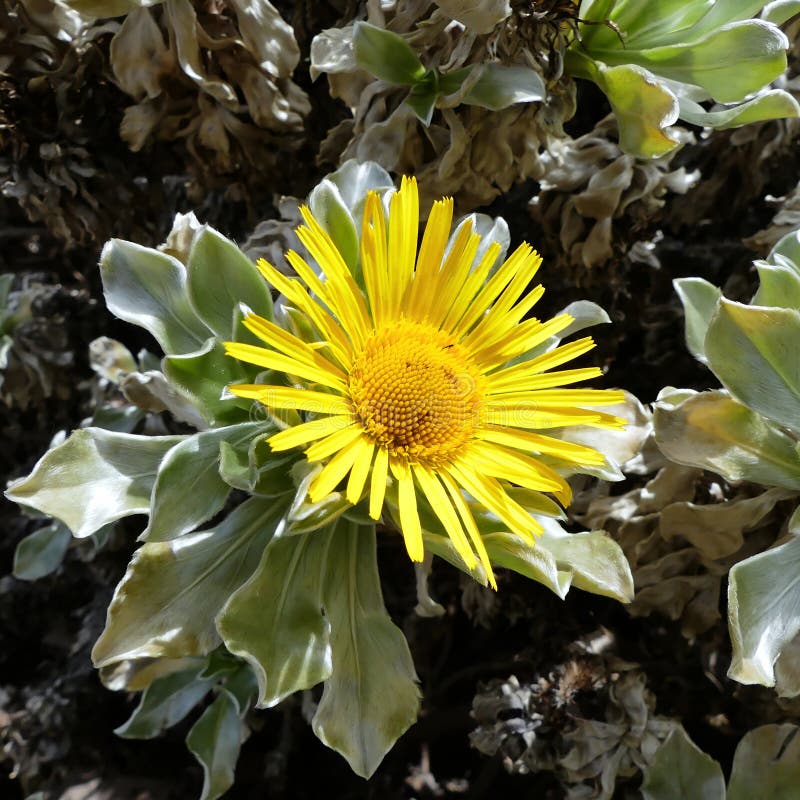 Asteriscus Sericeus Bubonium Intermedium Stock Image - Image of ...
