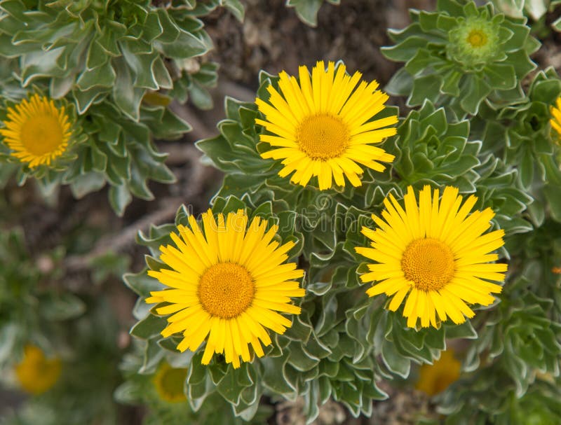 Asteriscus sericeus stock photo. Image of endemic, daisy - 51647734