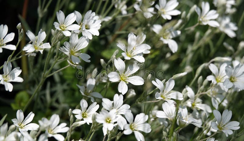 Asterisk Small White Flowers Stock Image - Image of sunny, sale: 250910317