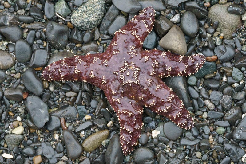 Asteroidea Forcipulatida Asteriidae Imagen de archivo - Imagen de ...
