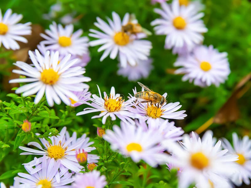 Asters Flowers. Bees on the Flowers. Flower Bed. Asters Bloom in the ...