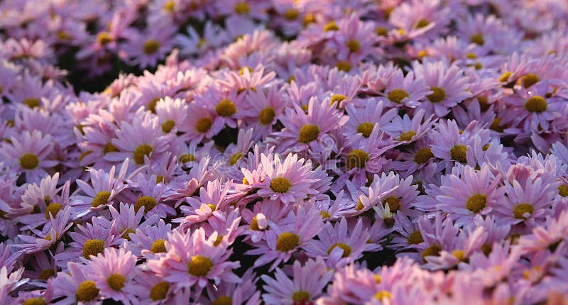 Asters in the Garden. Pink Flowers Background Image.Close Up Stock ...